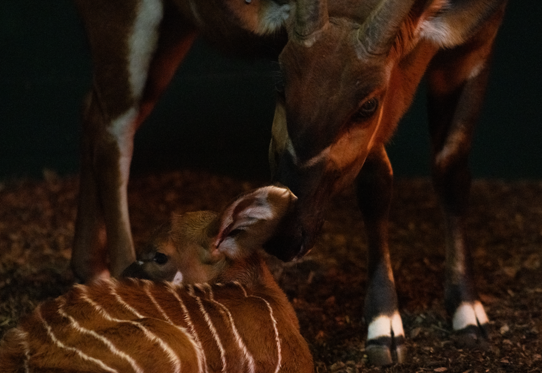 The New Kids on the Block at Marwell Zoo | BIAZA